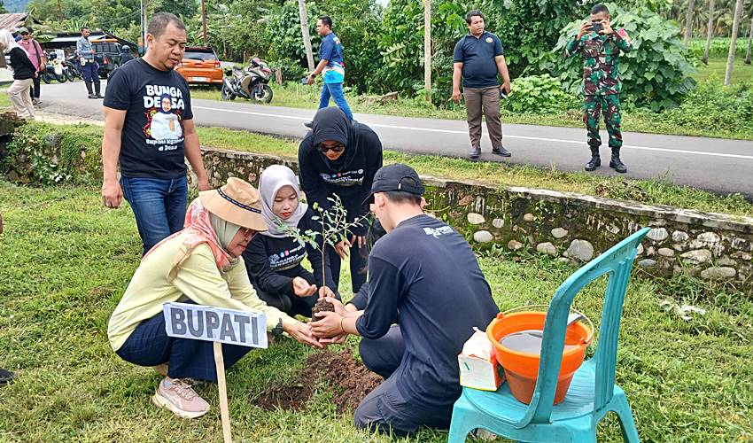 Bunga Desa di Tilongkabila: Merlan Lakukan Penanaman Bibit Pohon ...